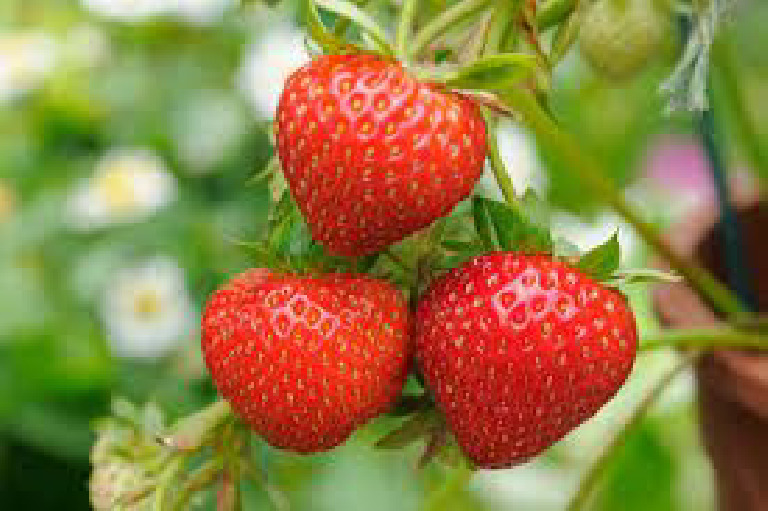 Strawberry | PDF