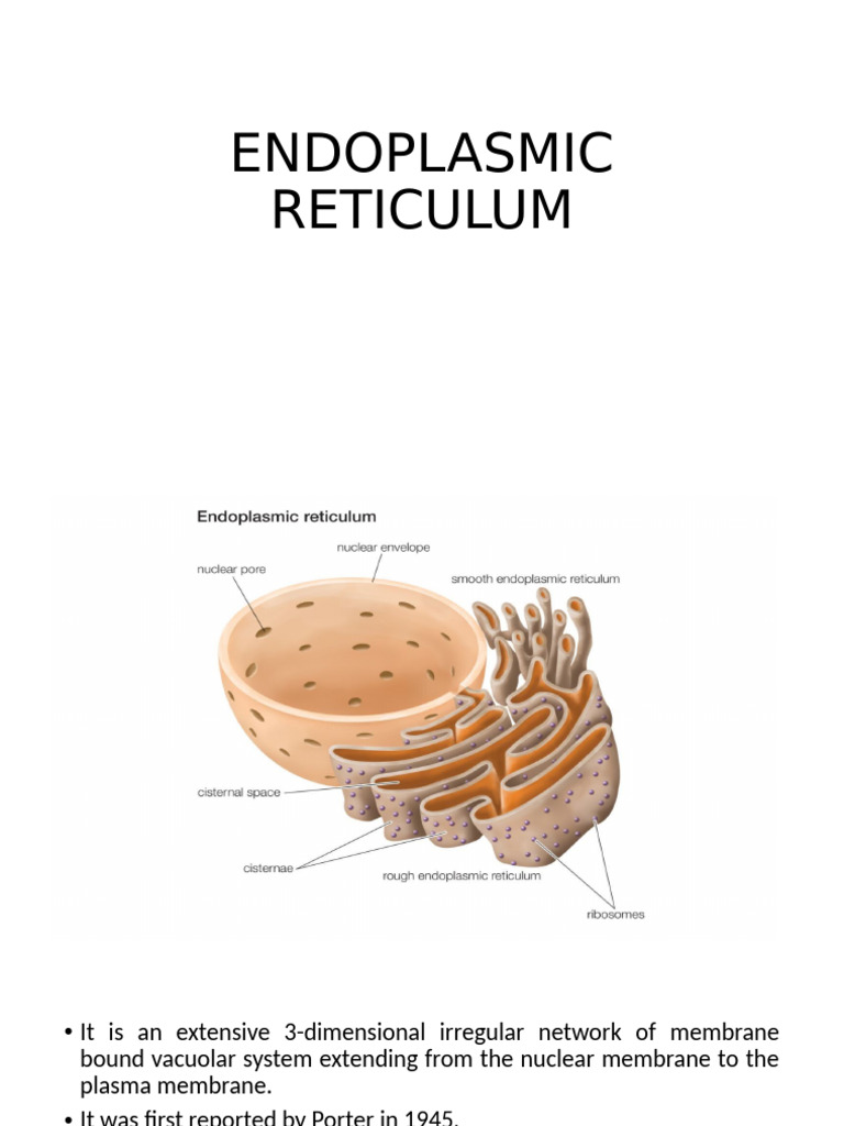 Endoplasmic Reticulum 1 | PDF | Endoplasmic Reticulum | Cytoplasm