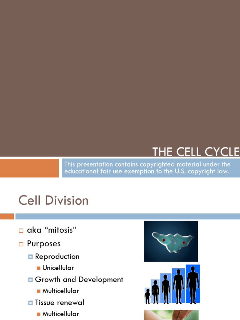 BSC2010 11 The+Cell+Cycle | PDF | Mitosis | Chromosome