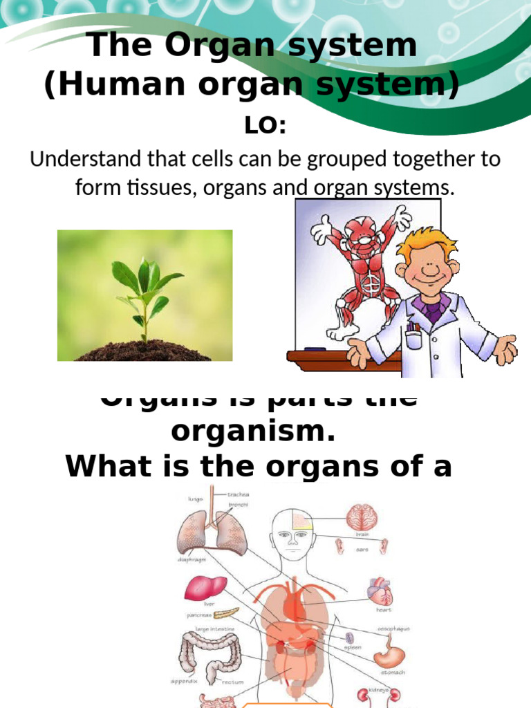 Human Organ System | PDF