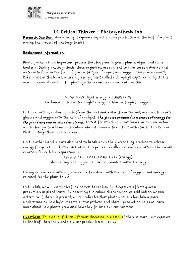 Photosynthesis Lab | PDF | Photosynthesis | Leaf