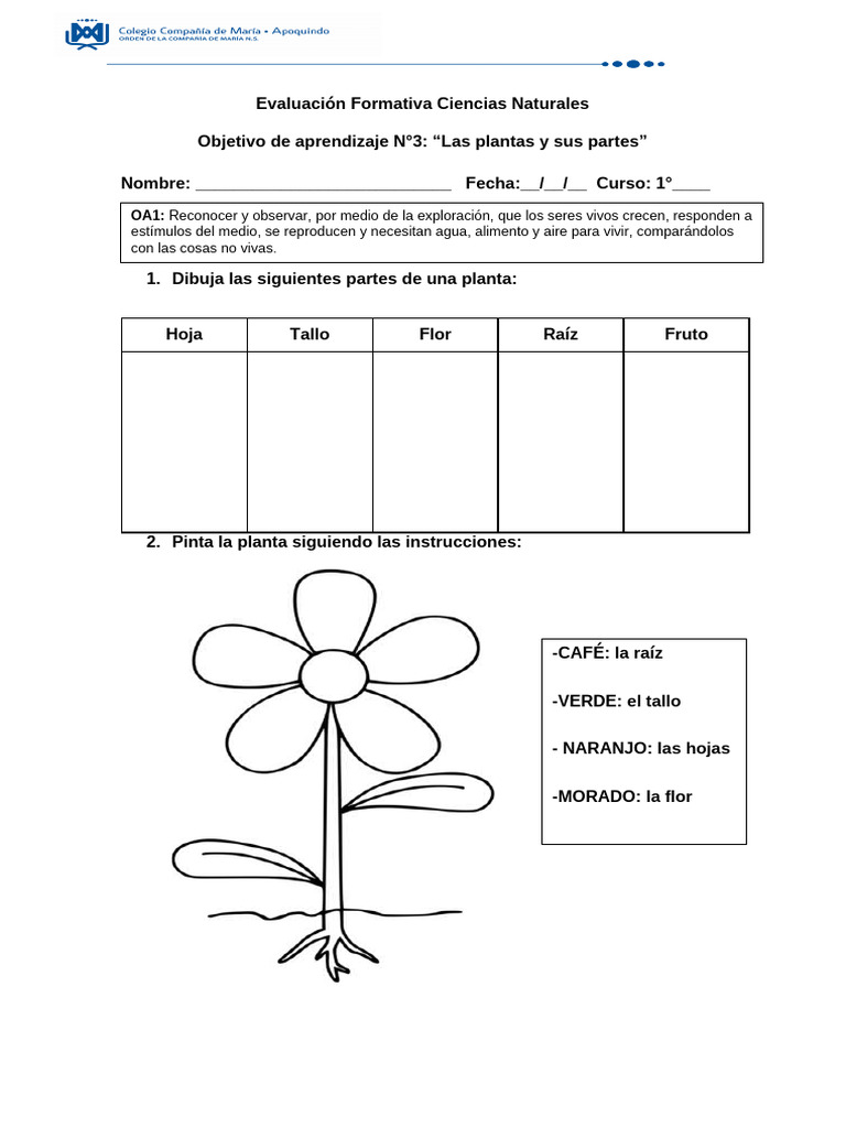 Evaluación Formativa Ciencias Naturales OA3 - Plantas y sus partes | PDF