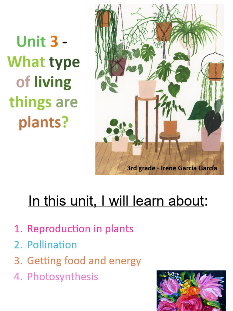 Understanding Plant Life for 3rd Graders | PDF