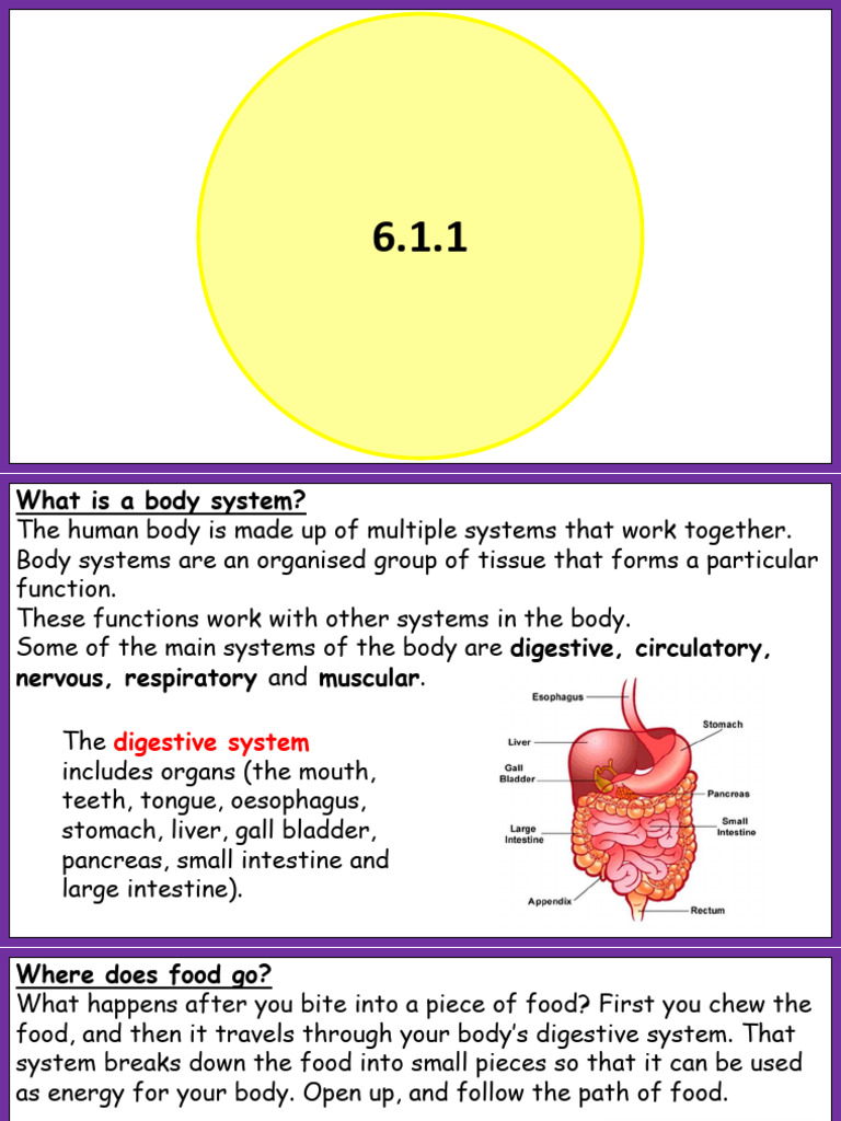 Understanding the Digestive System | PDF