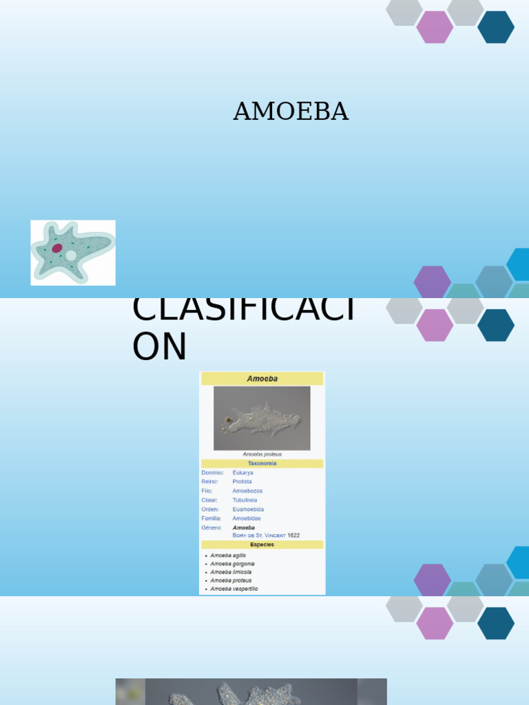 Estructura y Reproducción de Amebas | PDF