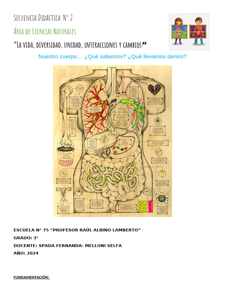 2° Secuencia - Organos | PDF | Artería | Vena