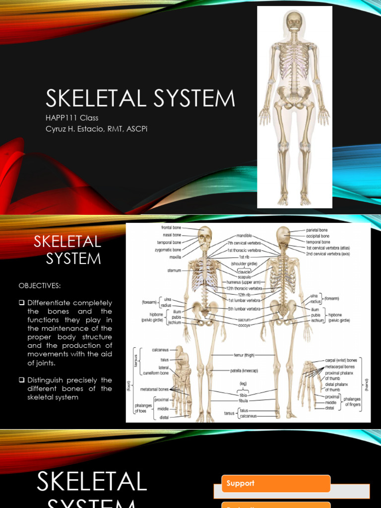 Week 5 - Skeletal System (Lab) | PDF | Vertebral Column | Anatomical Terms Of Motion