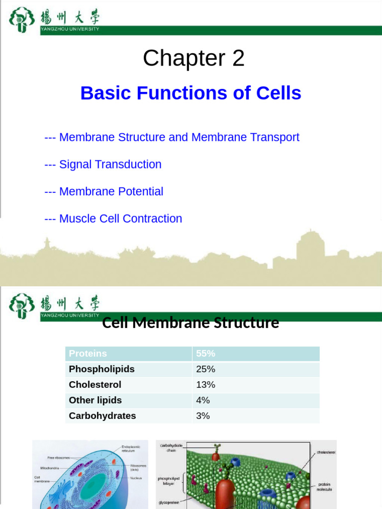 Physiology Lecture 2023c | PDF | Cell Signaling | Muscle Contraction