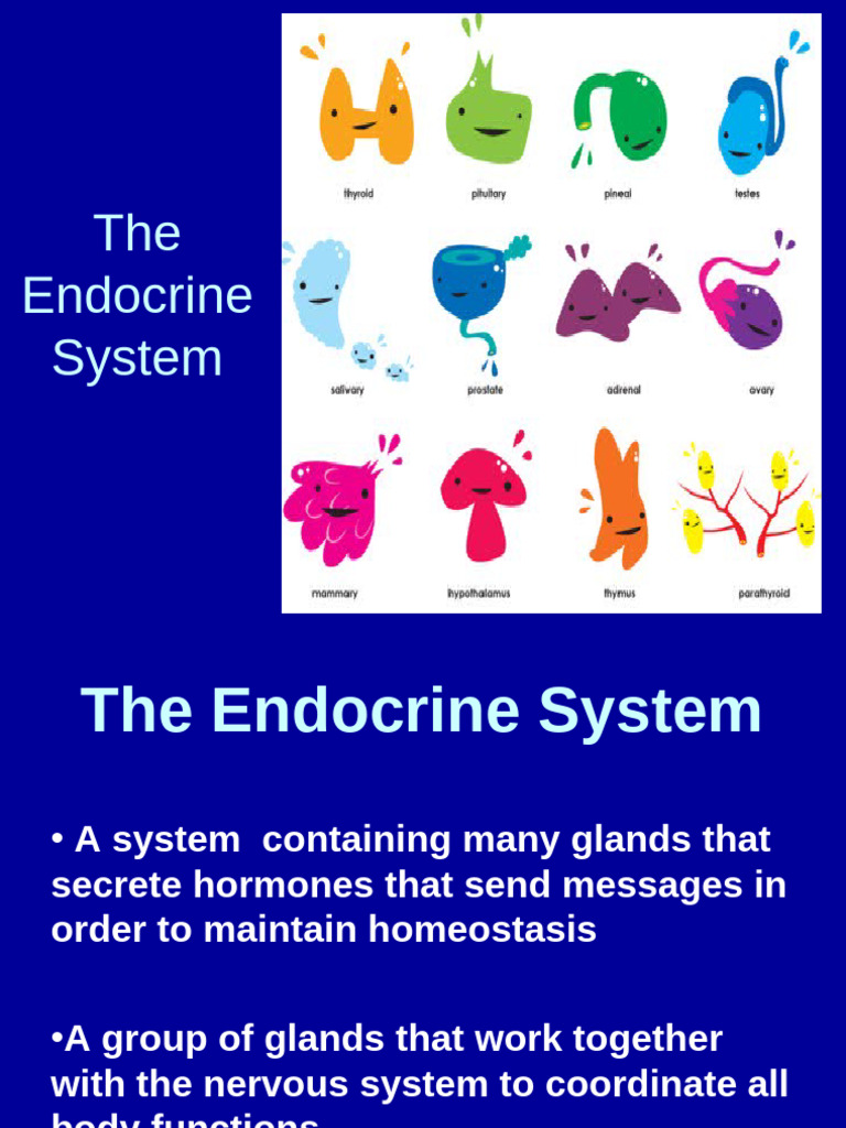 The Endocrine System Ppt | PDF | Endocrine System | Hormone