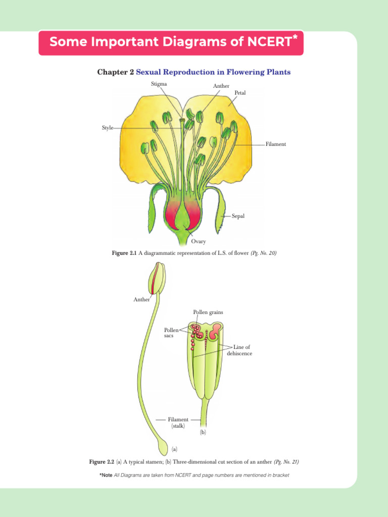 Some Important Diagrams of Ncert For Neet Exam | PDF | Reproduction ...