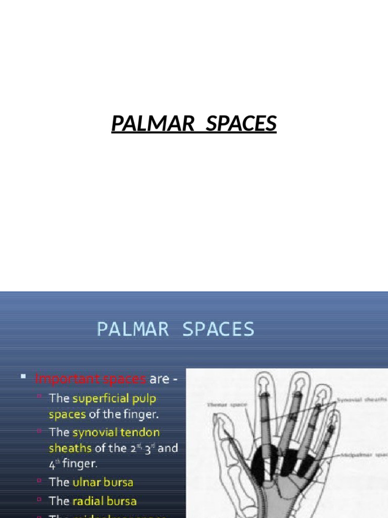 Digital Synovial Sheaths Overview | PDF
