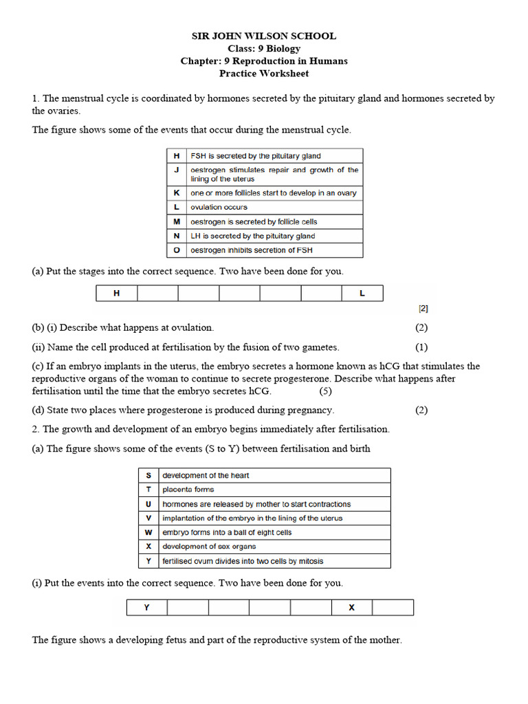 Human Reproduction Biology Worksheet | PDF | Menstrual Cycle | Ovary