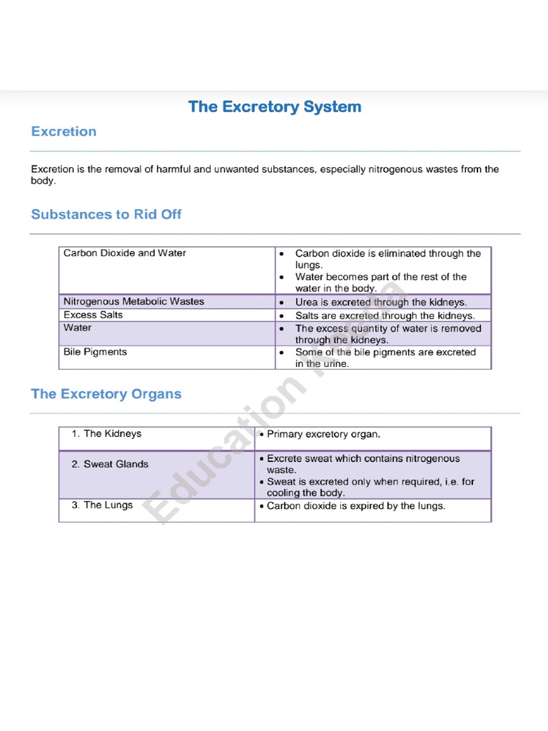 Excretory System | PDF