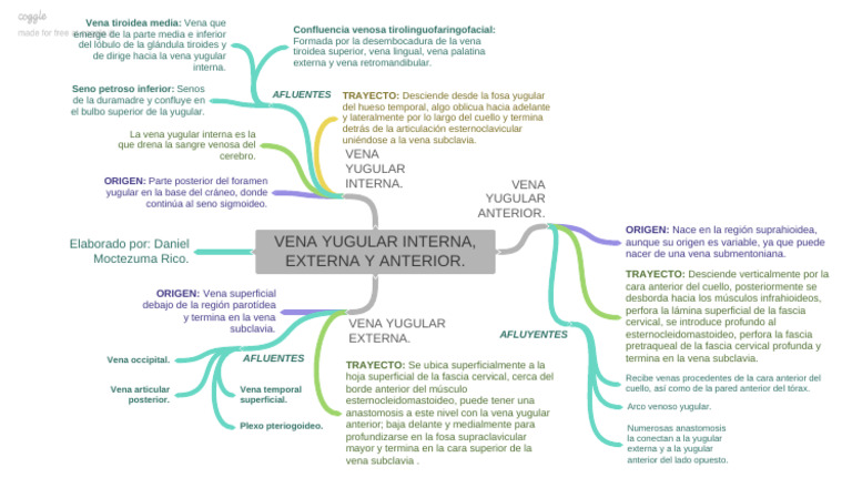 Vena Yugular Interna Externa y Anterior | PDF | Vena | Anatomía humana