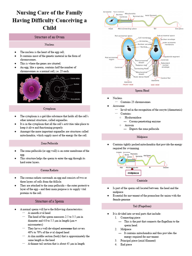 Difficulty Conceiving A Child | PDF | Menstrual Cycle | Ovary