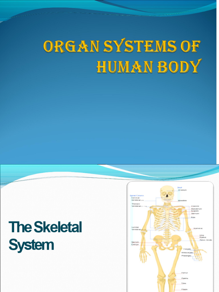 Organ Systems | PDF