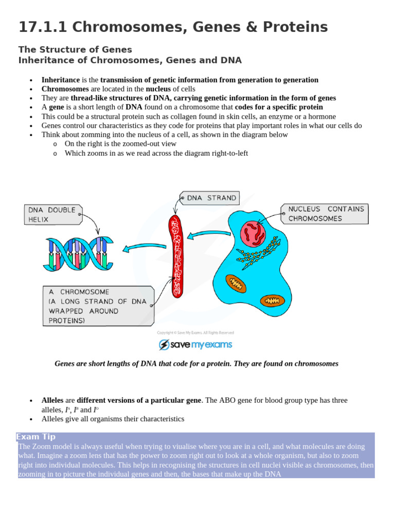 16 Chromosomes, Genes & Proteins | PDF | Dominance (Genetics) | Genotype