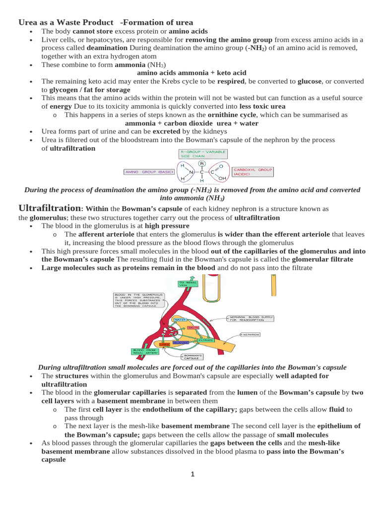 Urea as a Waste Product | PDF | Kidney