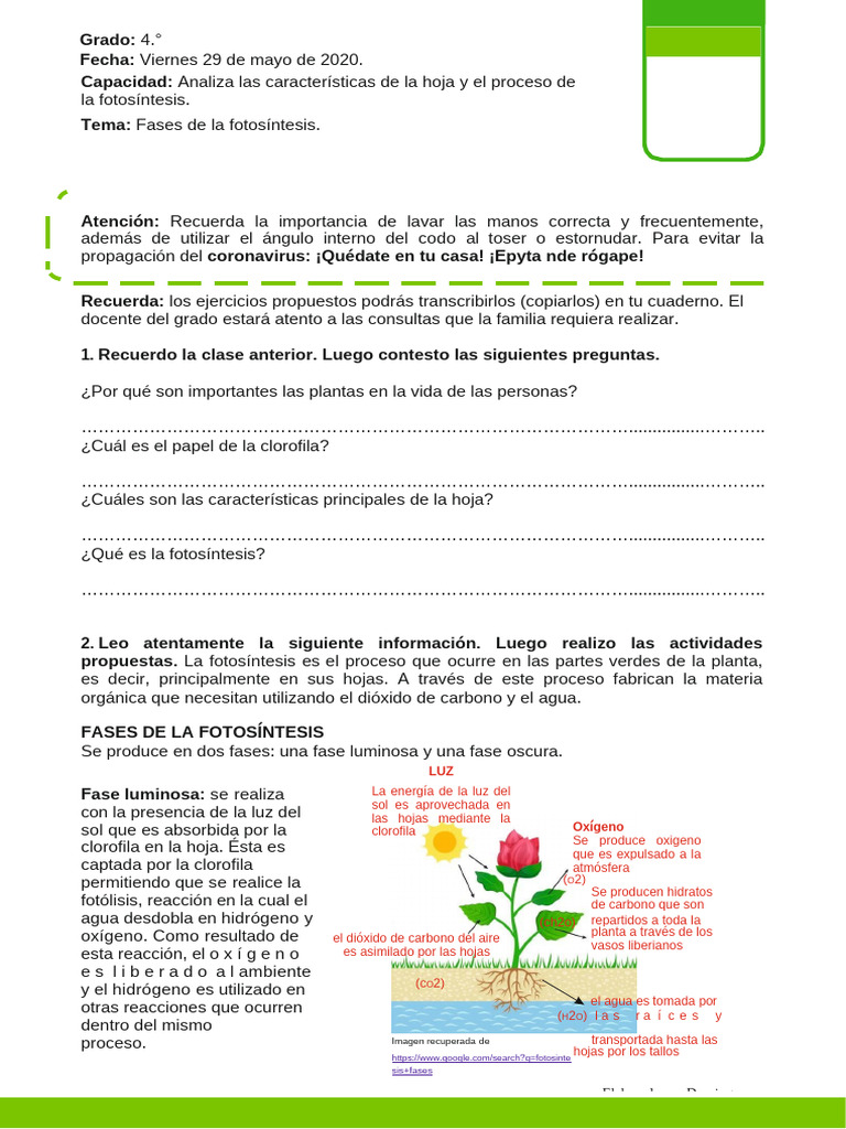 4to GRADO CIENCIAS NATURALES 29-05-2020355 | PDF | Fotosíntesis ...