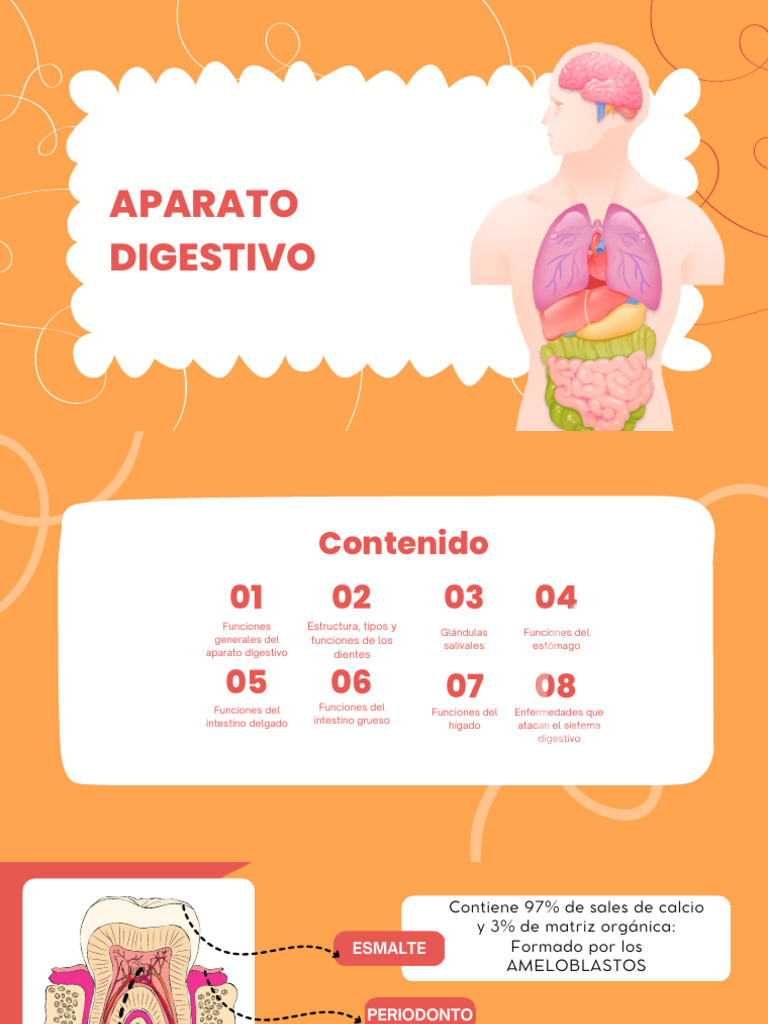 BONIX | PDF | Digestión | Sistema digestivo humano