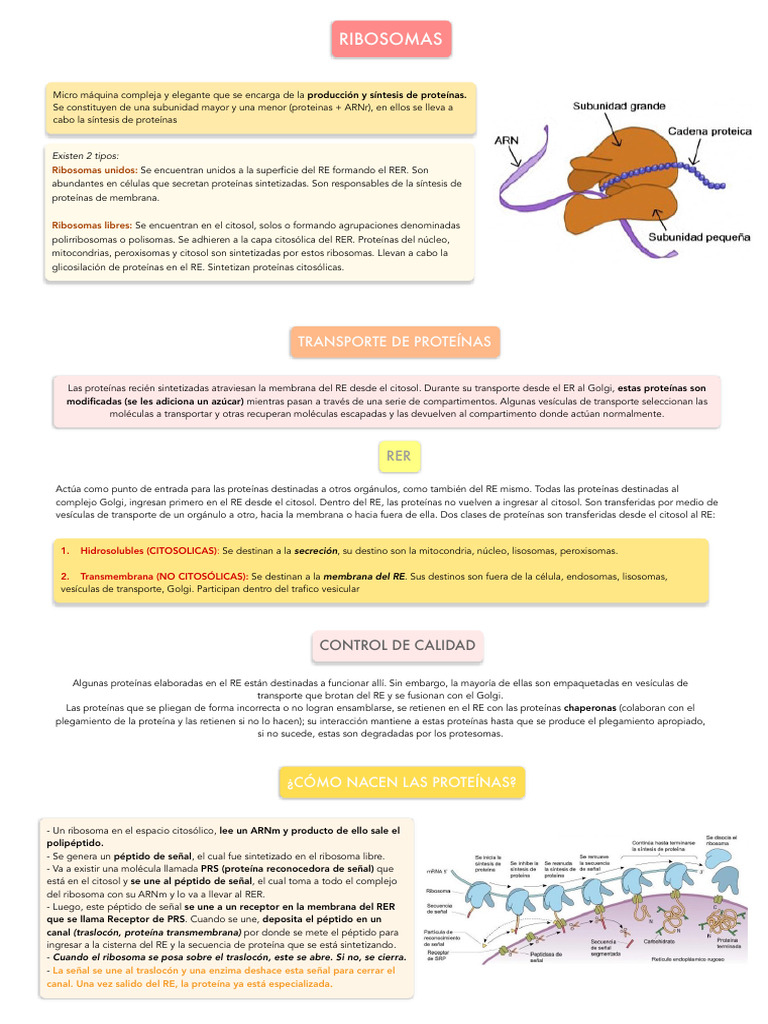 Resumen Biocel Unidad 2 | PDF | Trifosfato de adenosina | Microtúbulos