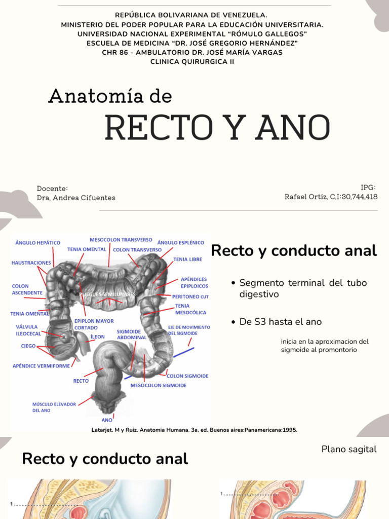 Anatomia de Recto y Ano Rafael Ortiz. | PDF | Recto | Vagina