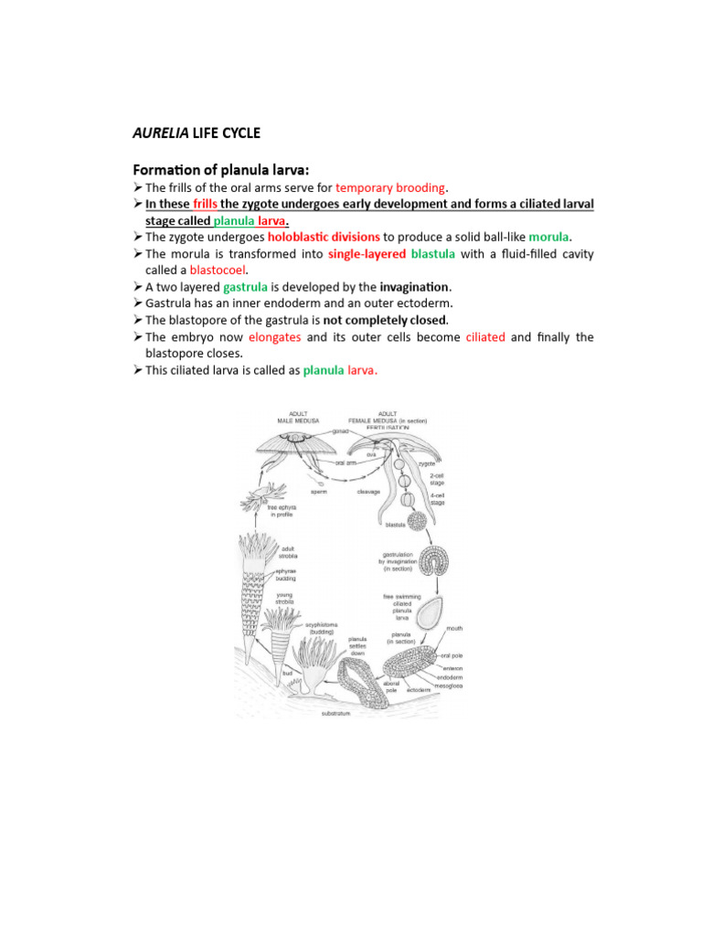 Aurelia Life Cycle | PDF