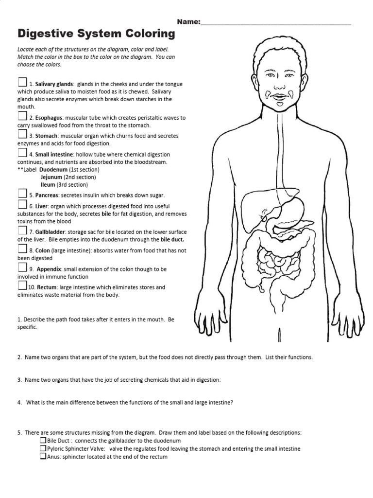 Digestive System Coloring | PDF