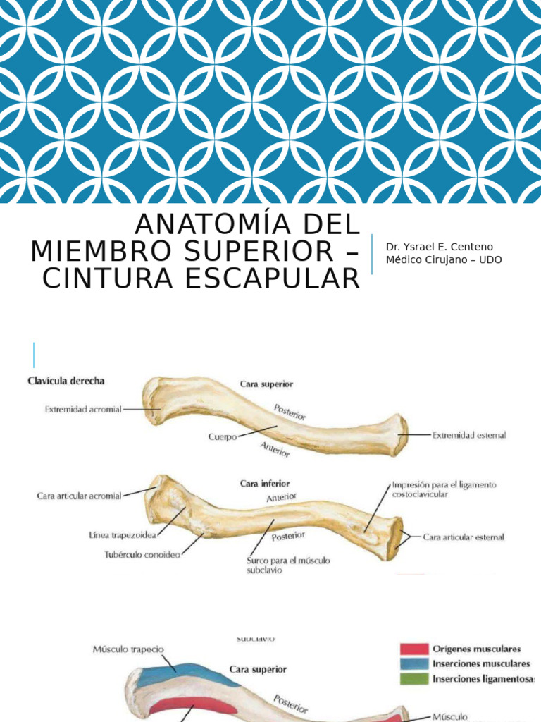 Miembro Superior - Cintura Escapular | PDF | Extremidades (anatomía ...