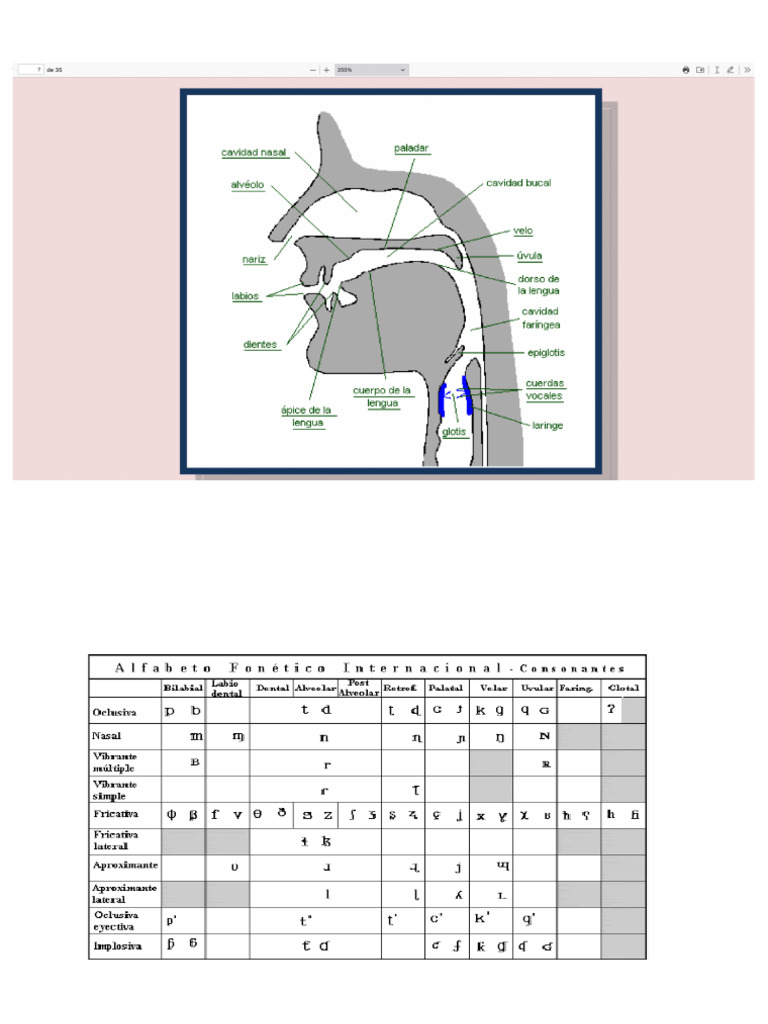 Conceptos fonéticos básicos | PDF | Vocal | Fonética