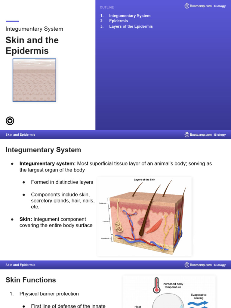 A&P: Integumentary System | PDF | Integumentary System | Skin