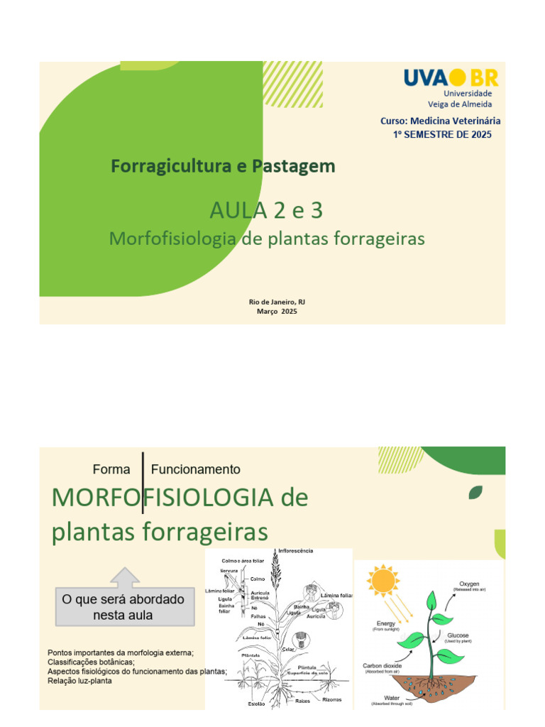 Morfofisiologia de Plantas Forrageiras | PDF | Morfologia vegetal | Raiz