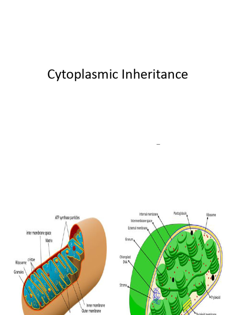 MSC Botany CPT 2.2 Cytoplasmic Inheritance | PDF | Heredity | Cytoplasm