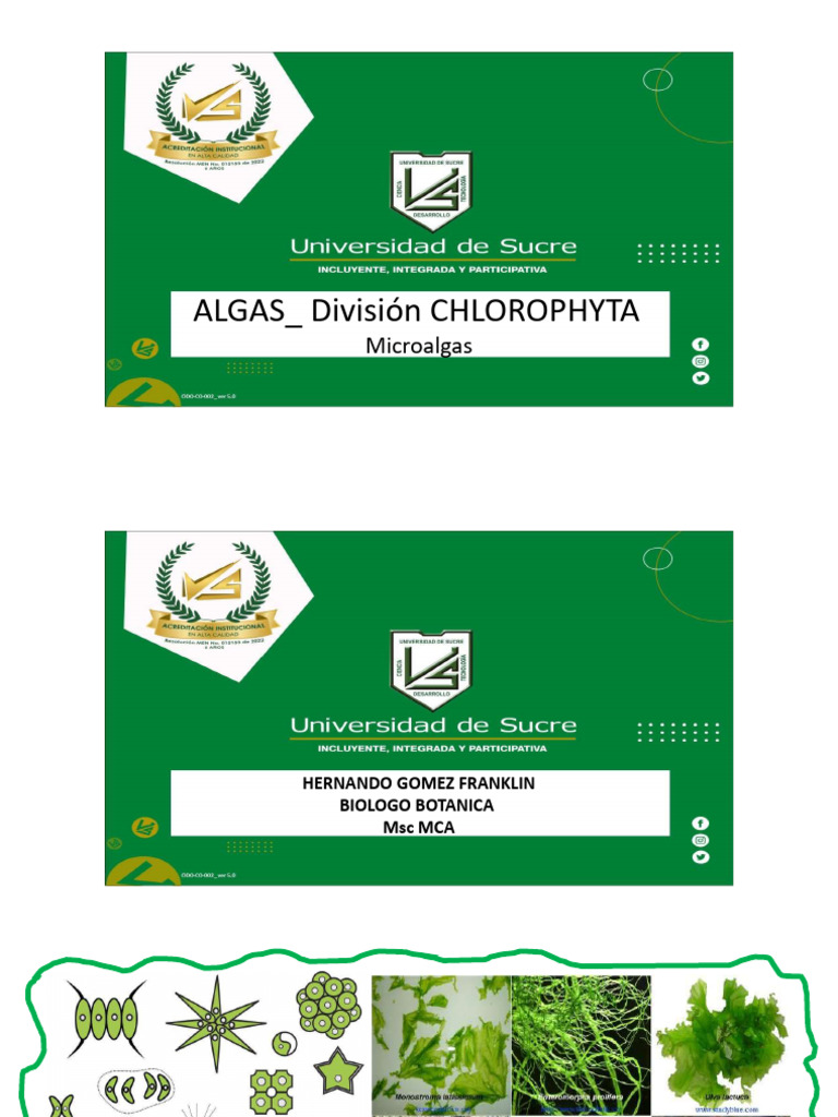 Clasificación y características de Chlorophyta | PDF | Plantas | Algas