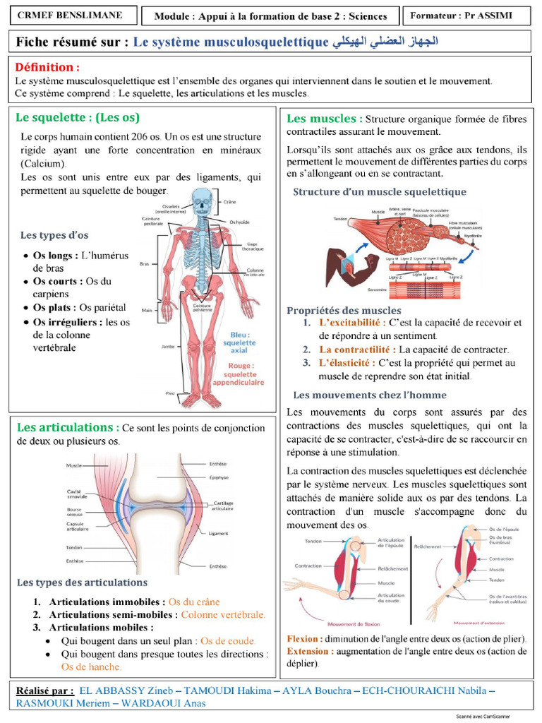 Le Système Musculo-Squelettique (GR 7) | PDF