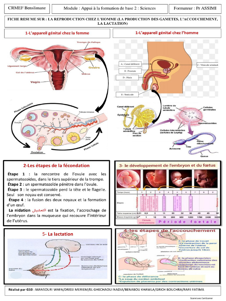 La Reproduction Chez L'homme (GR 10) | PDF