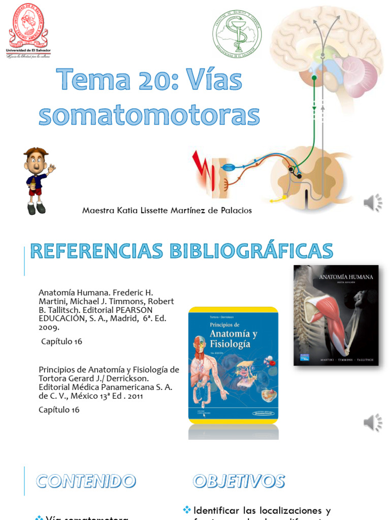 Recorrido del Tracto Rubroespinal | PDF | Neurociencia | Anatomía humana