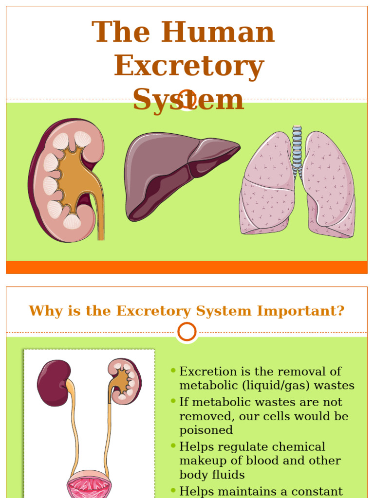 Kidney Function in Excretory System | PDF | Kidney | Excretion