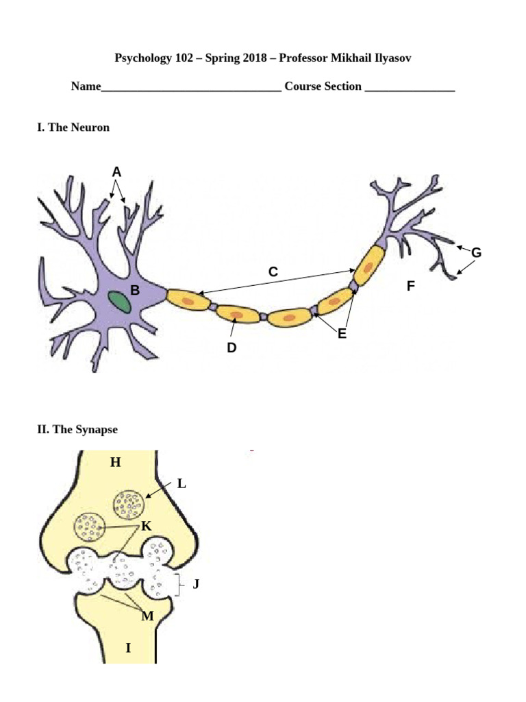 Psy102 Neuron Handout (3) Homework | PDF