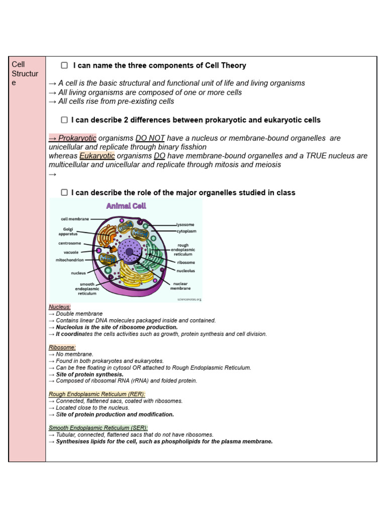 Cell Structure and Function Overview | PDF | Mitosis | Apoptosis