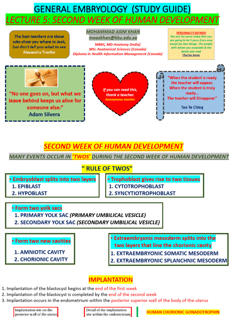 Lecture 5-Second Week of Development | PDF | Morphology (Biology ...