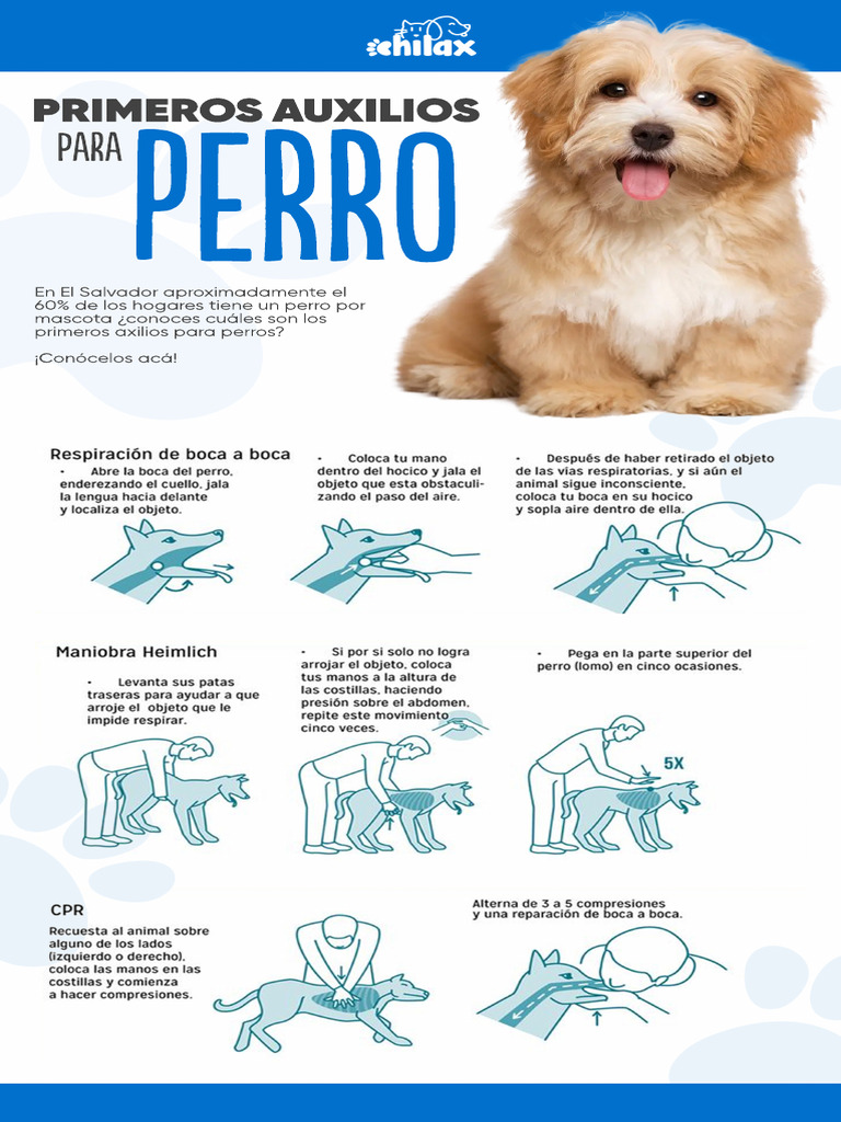 Primeros Auxilios Perro | PDF
