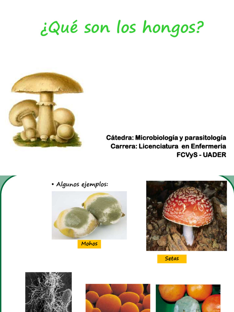 Generalidades de Hongos | PDF | Hongo | Molde