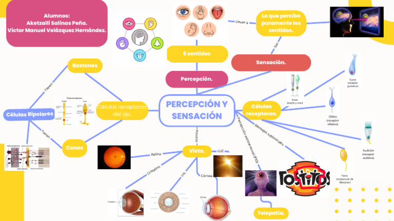Percepción y Sensación: Los 5 Sentidos | PDF | Percepción visual ...