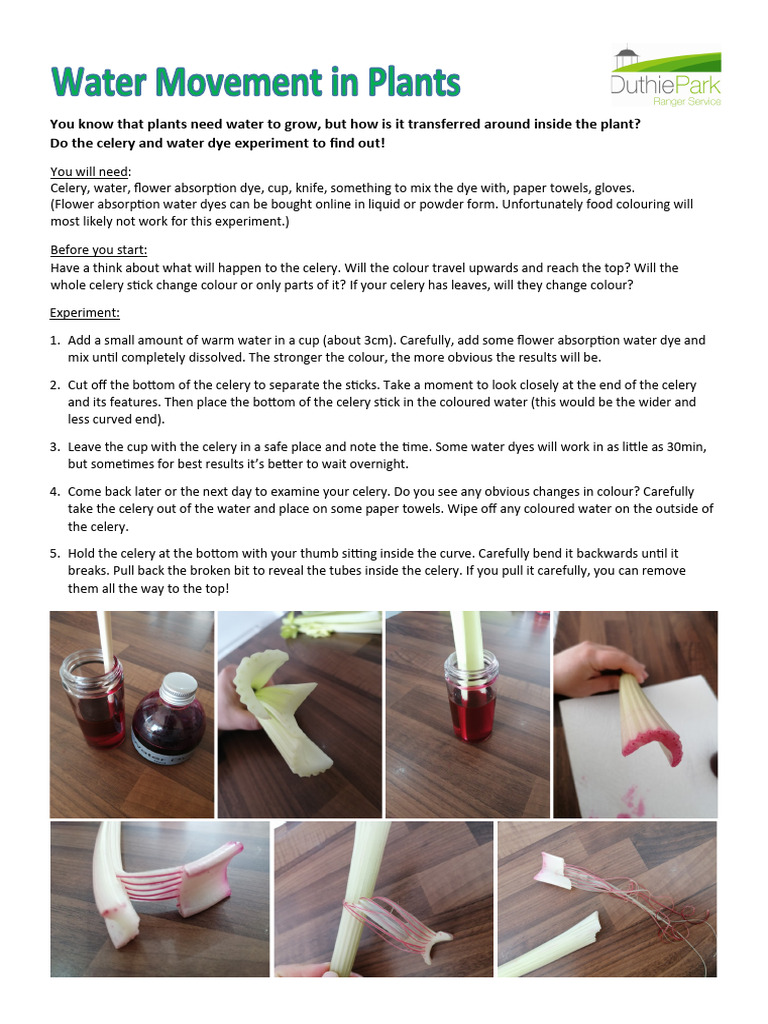 Celery Experiment - Xylem and Phloem - 0 | PDF | Plants | Botany
