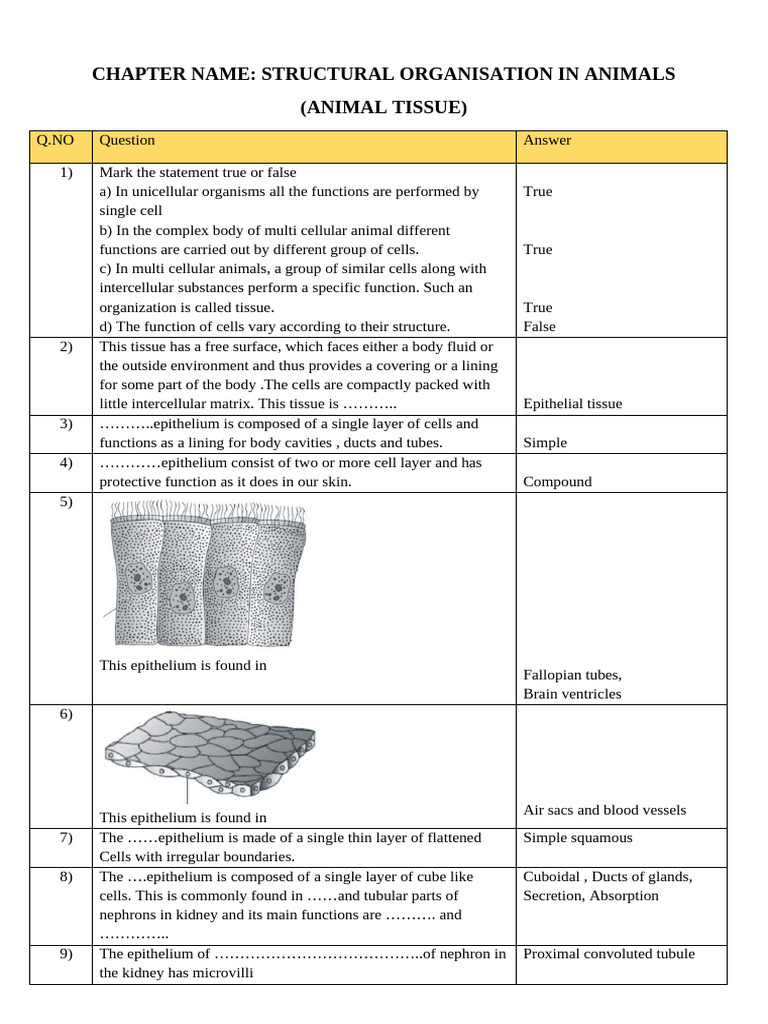 7.structural Organisation in Animals-Animal Tissues | PDF | Epithelium ...