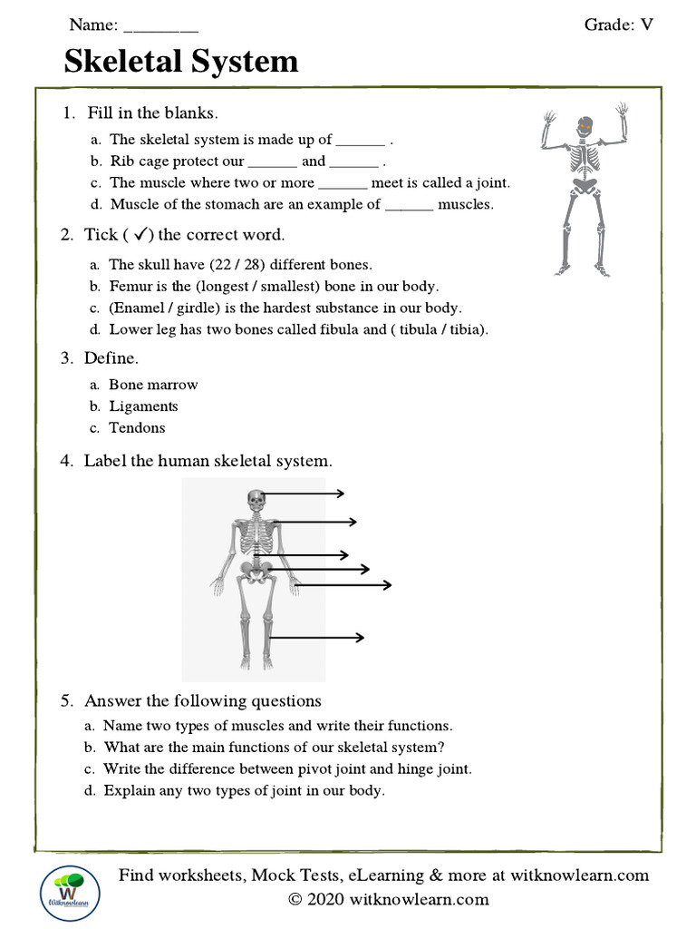 Skeletal System Grade 5 0 2020 25 07 011336 | PDF