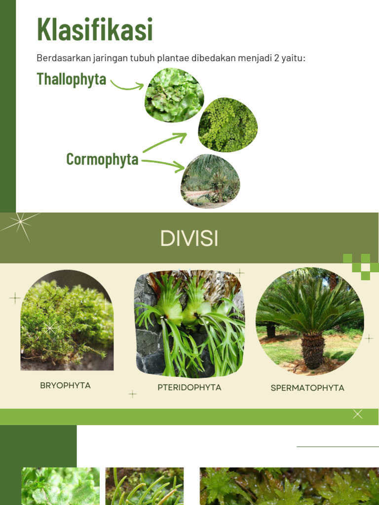 Cormophyta: Klasifikasi dan Manfaat | PDF