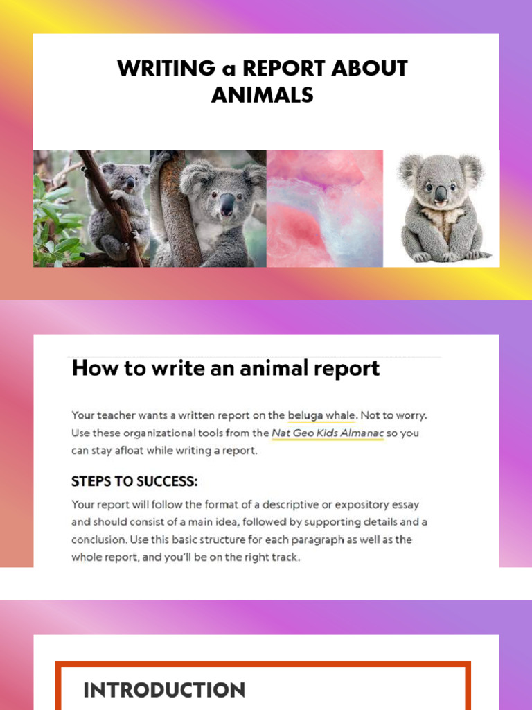 Koala Report: Structure & Details | PDF