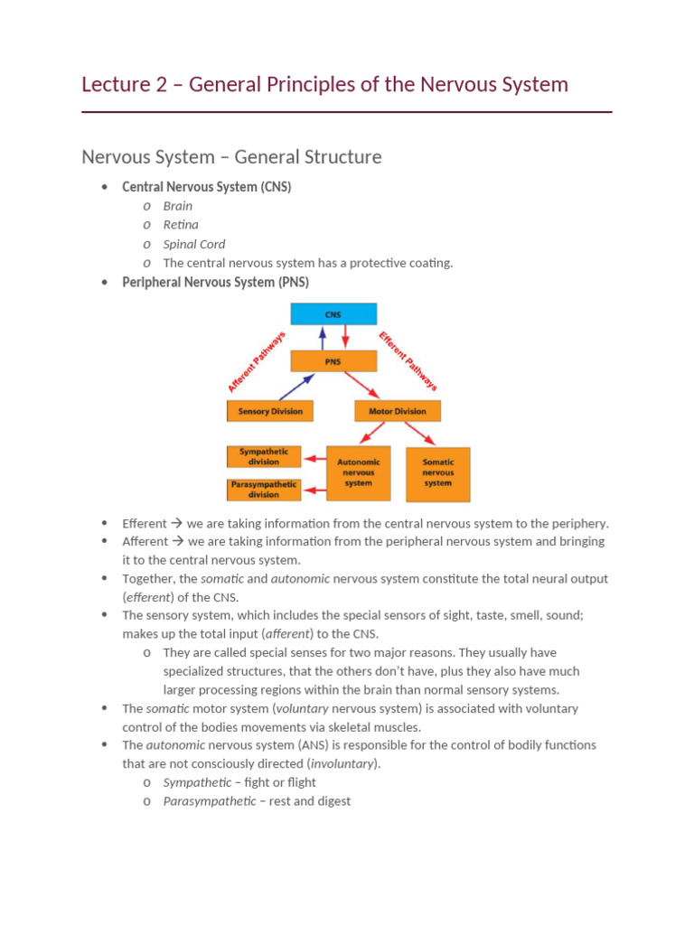 Lecture 2 - General Principles of The Nervous System | PDF | Chemical ...